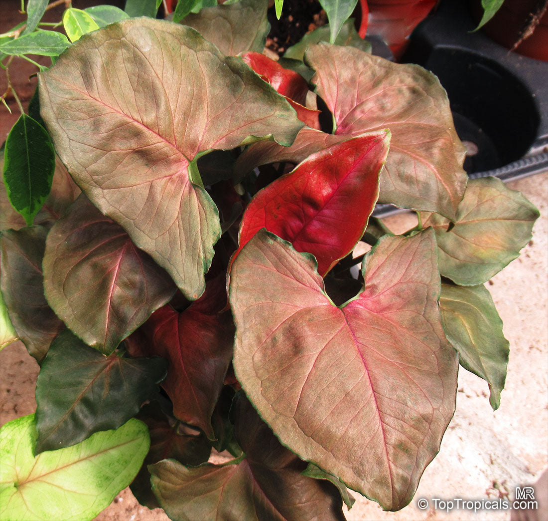 Nephthytis Plant Care Nepthytis Arrowhead